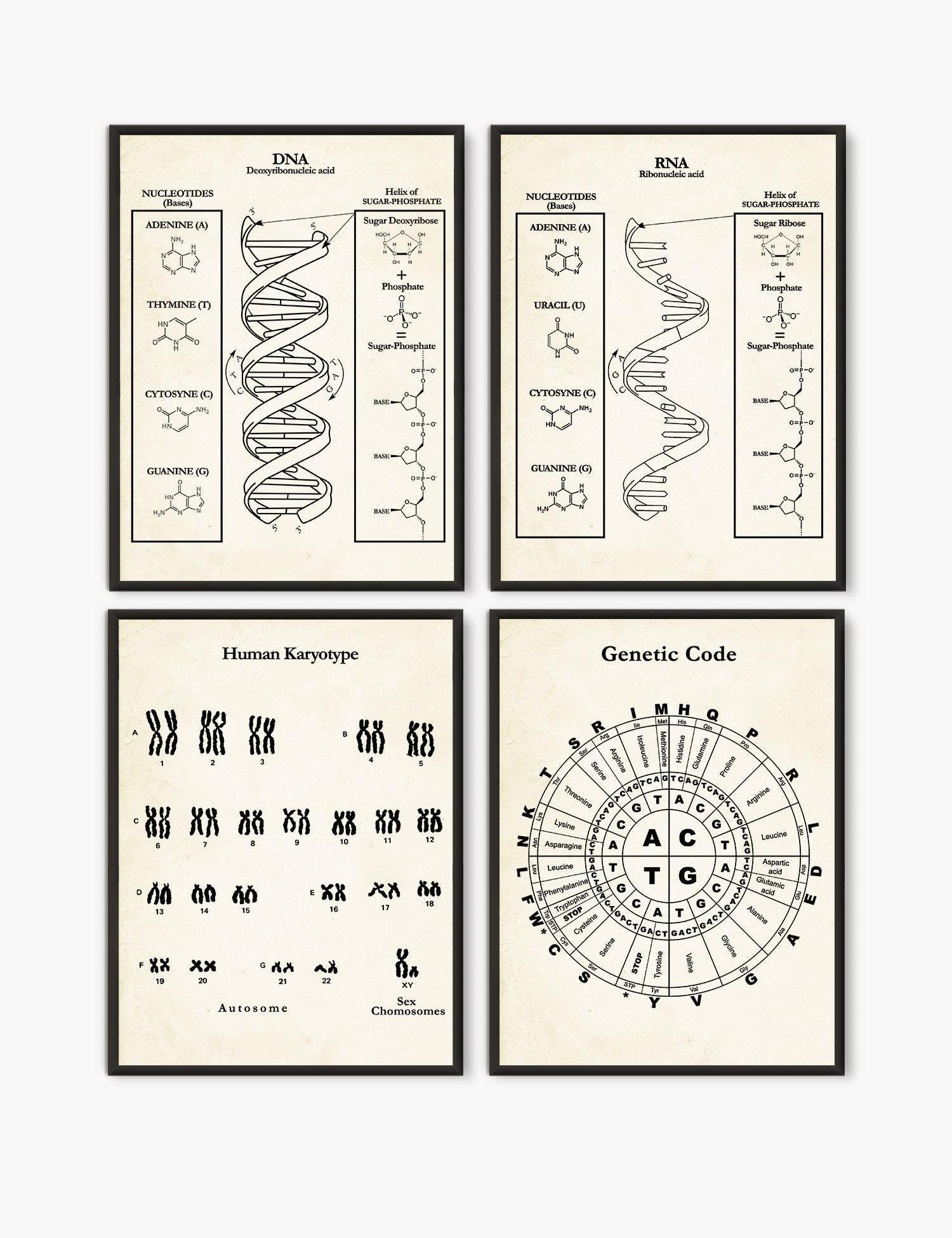 Dna Wall Art, Set of 4,dna Molecule, Rna Molecule, Science Art, Medical ...