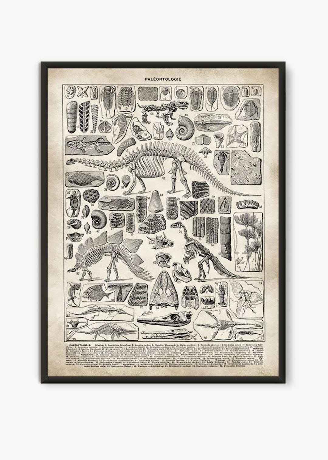 Dinosaur Art Print, Larousse Book Plate, Paleontology Decor, Jurassic ...