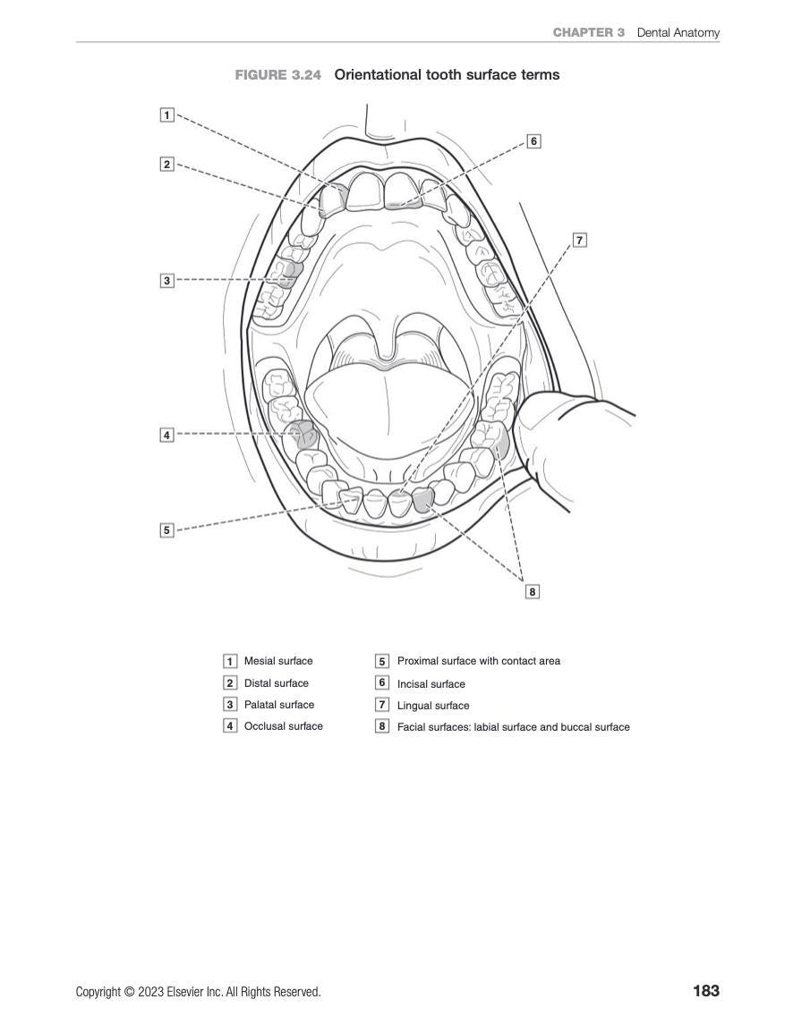 Dental Anatomy Coloring Book and Complete Study Guide 4th Edition - Etsy
