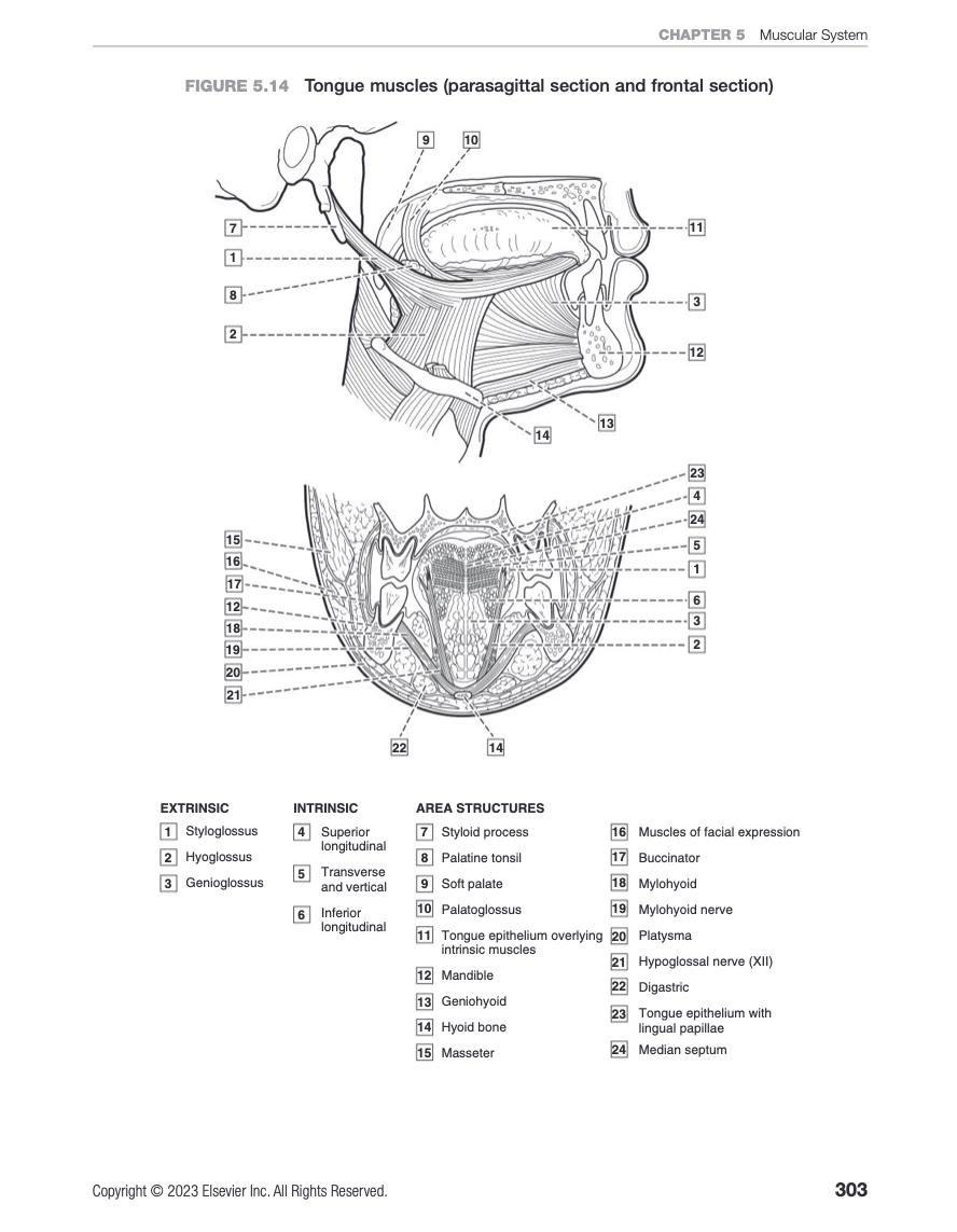 Dental Anatomy Coloring Book and Complete Study Guide 4th Edition - Etsy