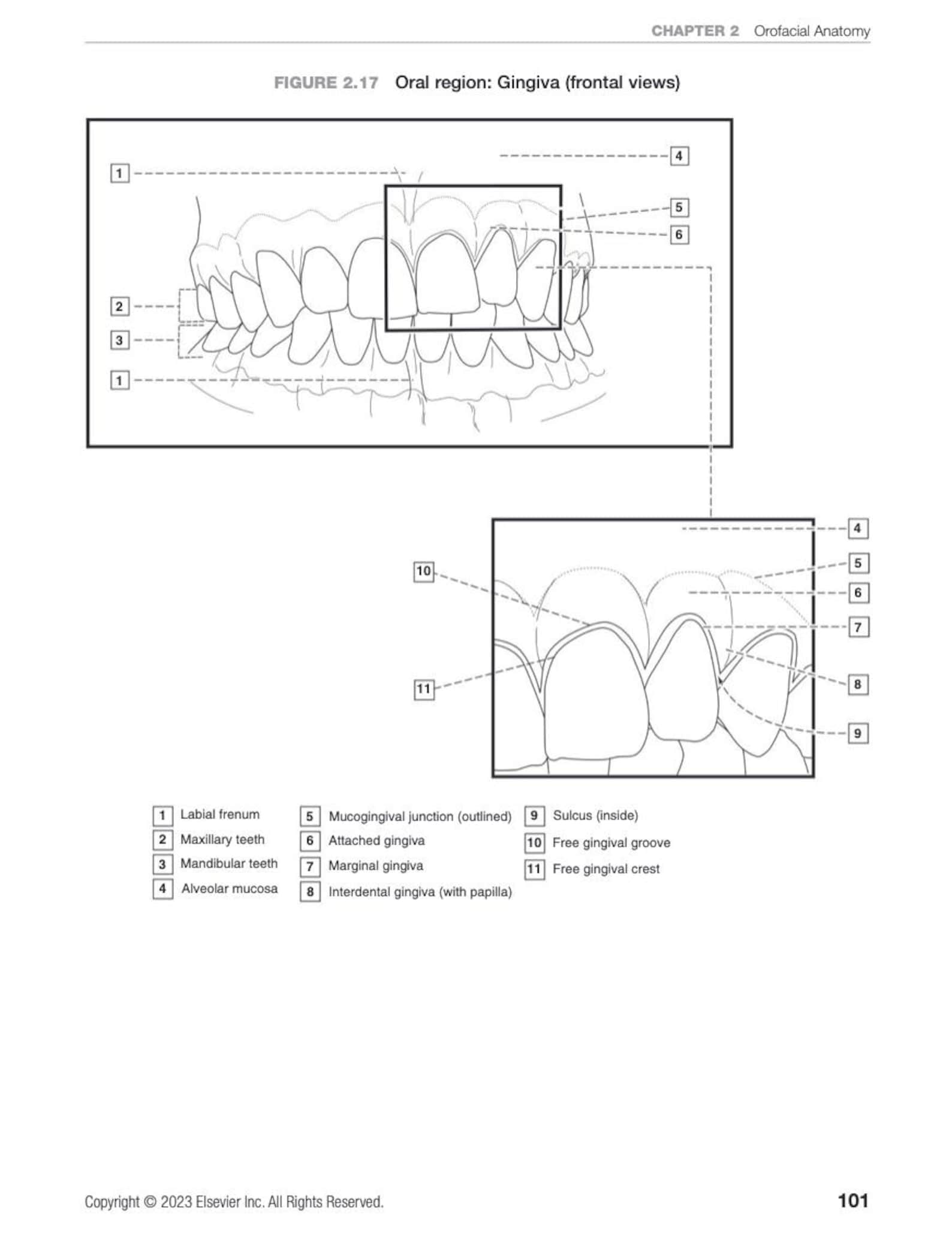 Dental Anatomy Coloring Book and Complete Study Guide 4th Edition - Etsy
