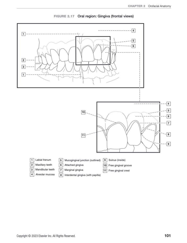 Dental Anatomy Coloring Book and Complete Study Guide 4th Edition - Etsy
