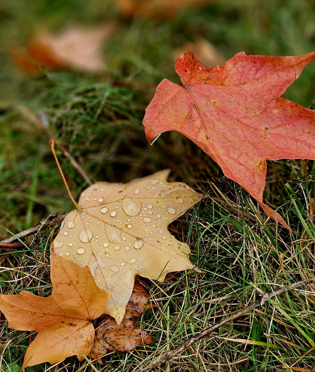 PRINTABLE Fall Print INSTANT DOWNLOAD, Printable Fall Photo. Printable ...