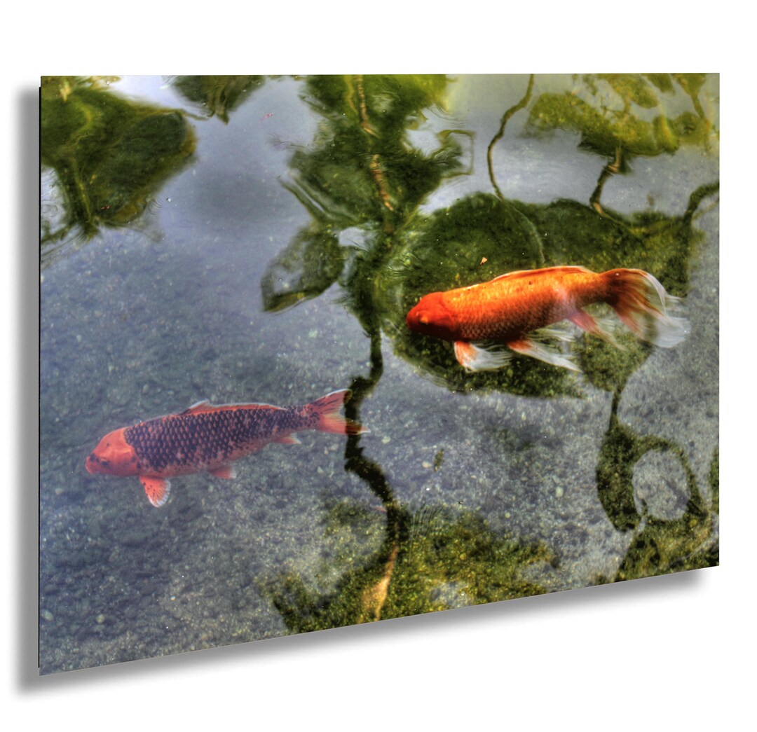 Koi Fish, Japanese, Pond, Carp, Colorful Fish - Etsy