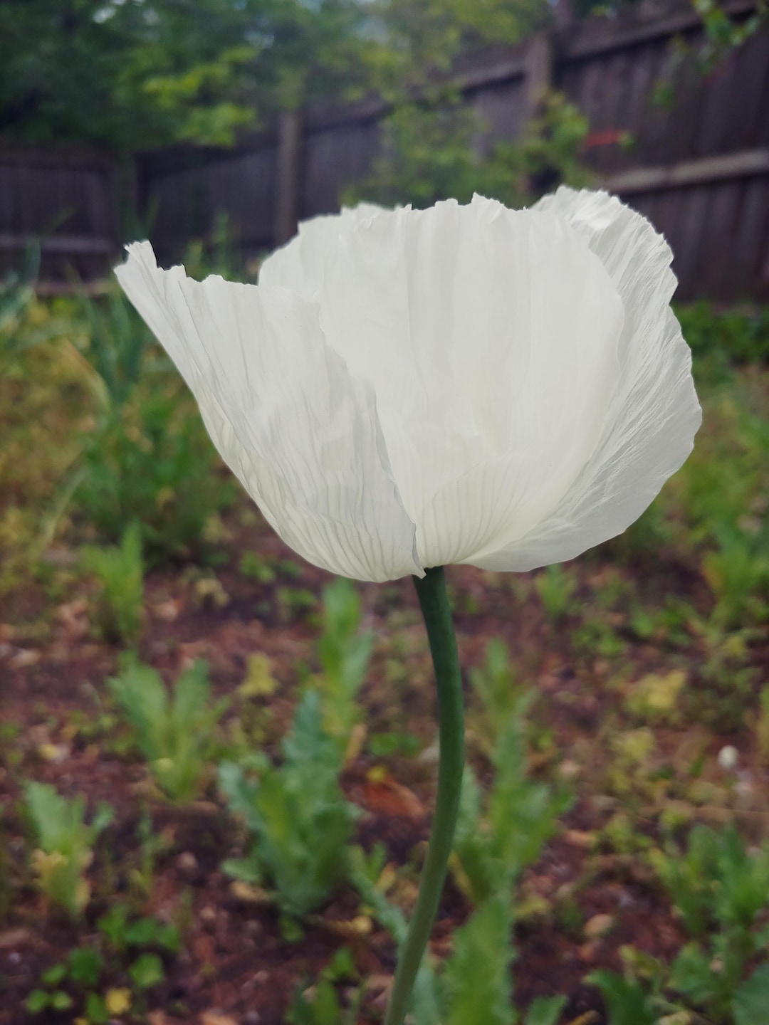 Peshawar White Poppy Seeds, Papaver Somniferum - Etsy