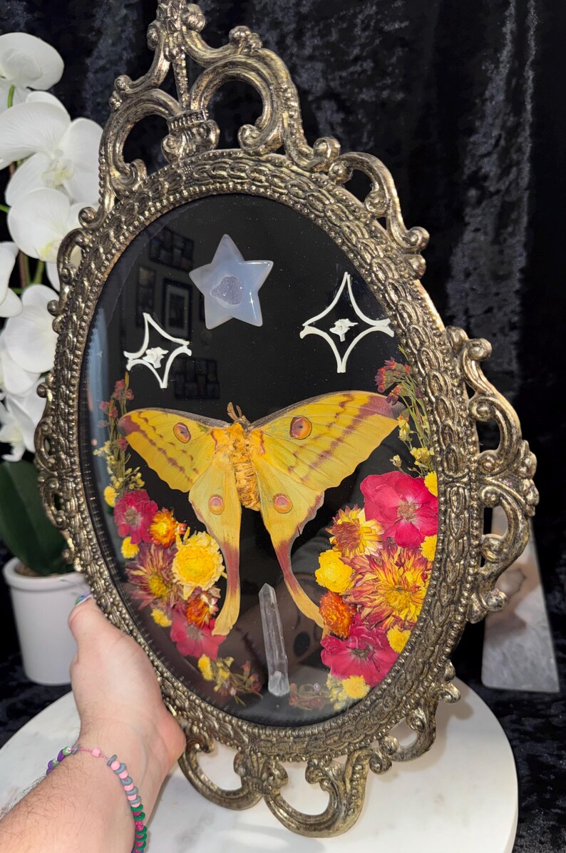 Yellow Moon Moth Vintage Frame, Butterflies, Taxidermy, Entomology ...