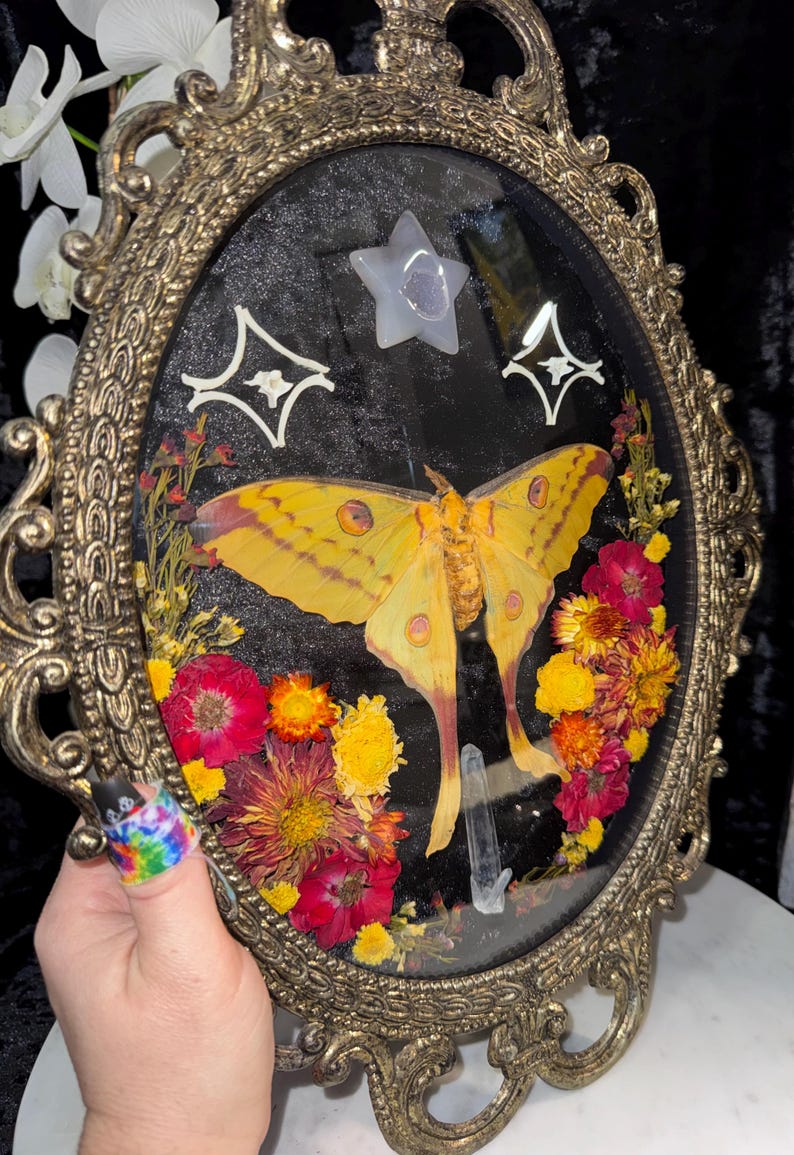 Yellow Moon Moth Vintage Frame, Butterflies, Taxidermy, Entomology ...