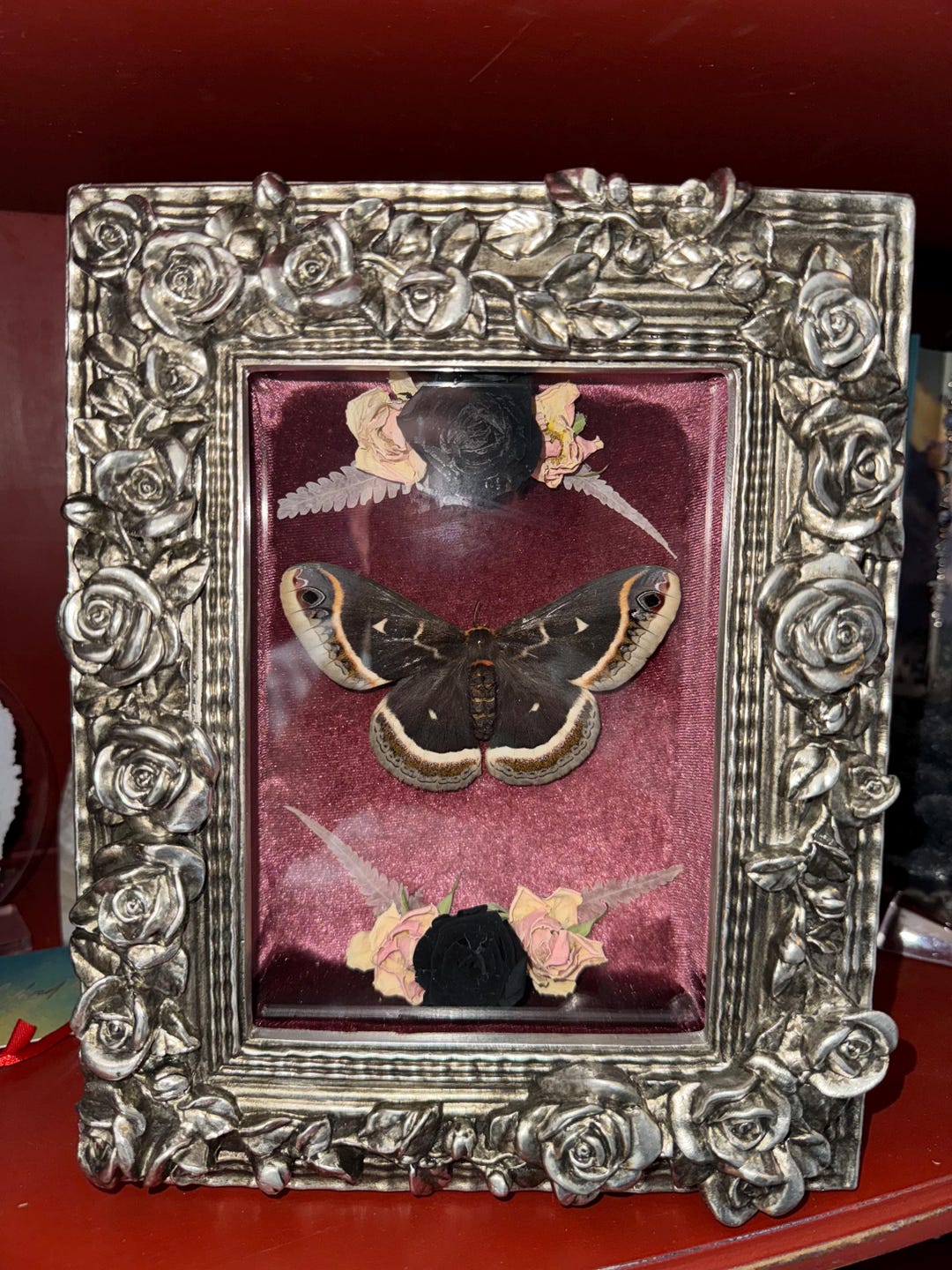 Fancy Moth Frame, Insect Art, Bug Art, Home Decor, Entomology ...