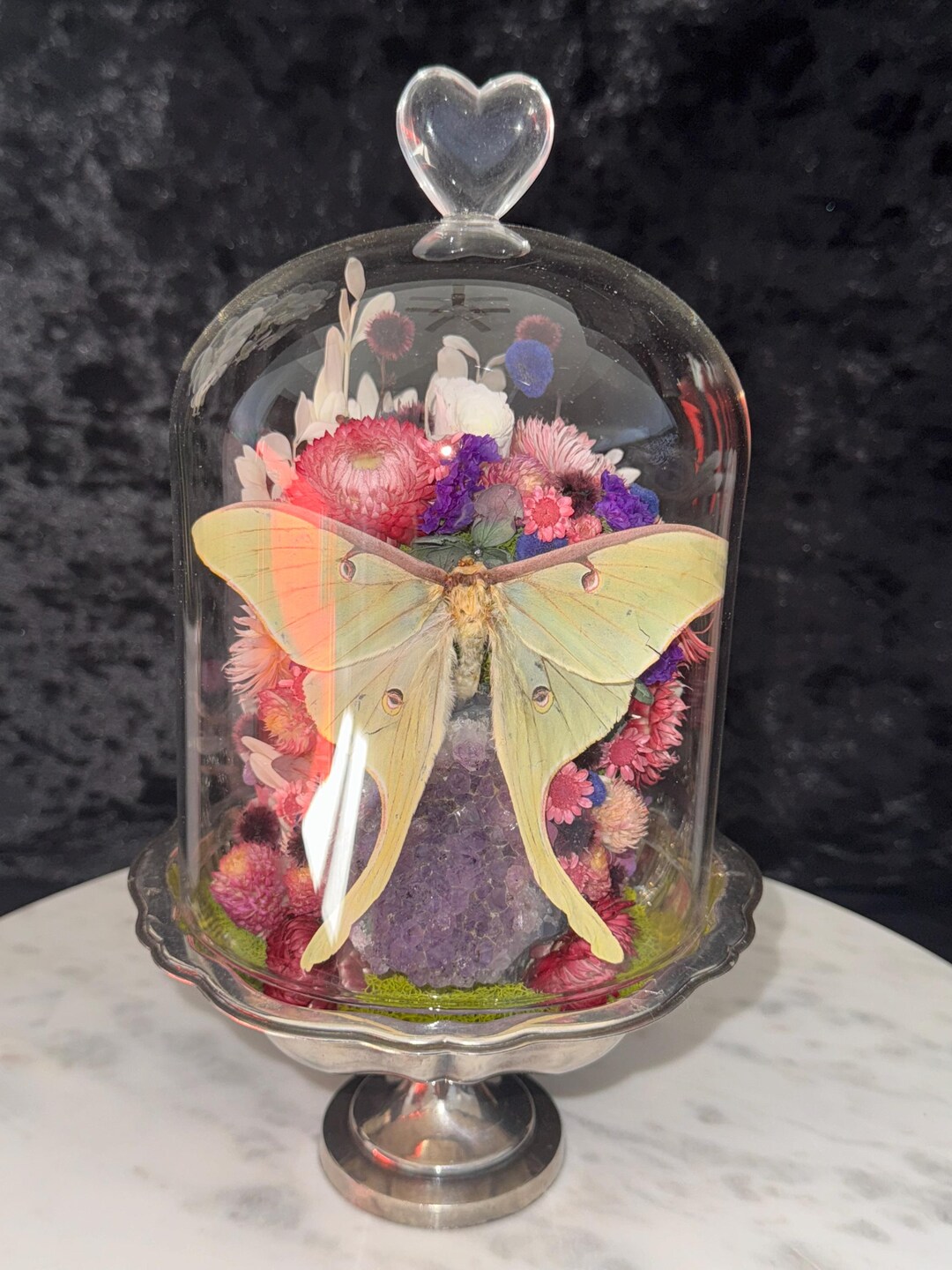 Luna Moth "goddess of Spring," Home Decor, Oddities, Curiosities ...