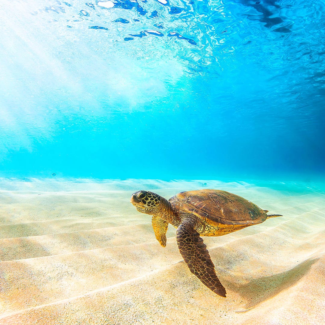 Underwater Sea Turtle Sun Rays Waimea Bay Oahu Hawaii Fabric Panel ...