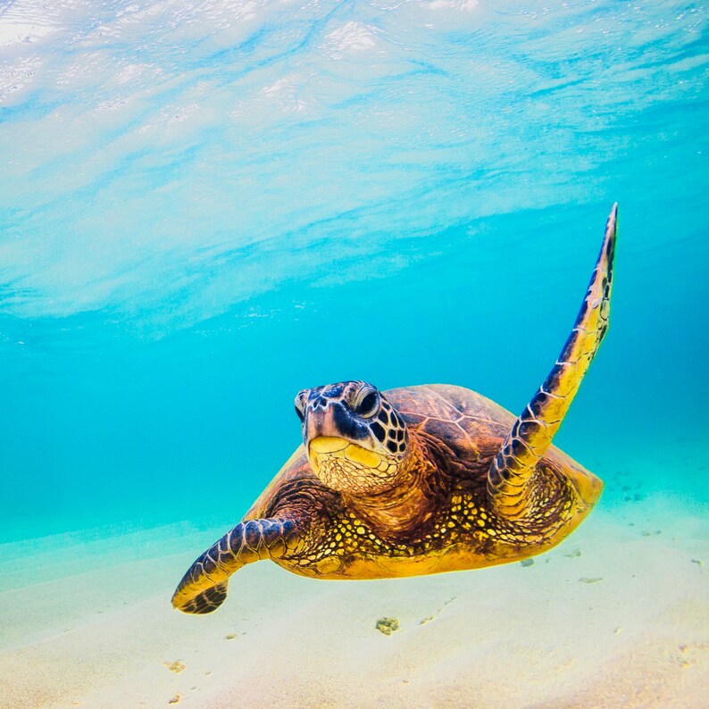 Sea Turtle Waving Hello Underwater Fabric Quilt Square - Etsy