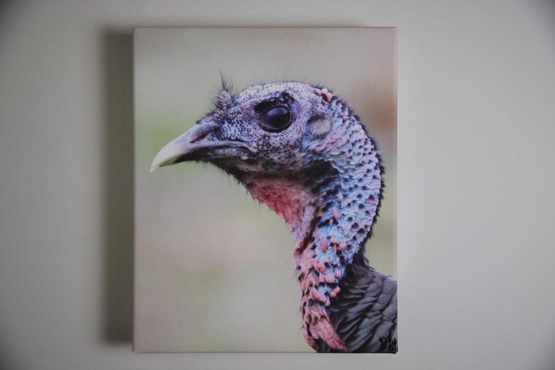 Canvas Art Print. Wildlife Photography of Jake Wild Turkey Printed on ...
