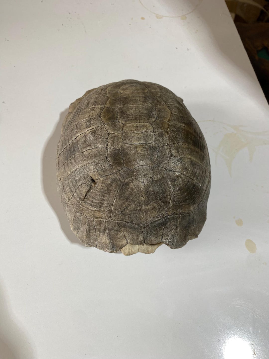 Turtle Shell, All Natural Turtle Shell, Decorative and Collectible ...