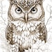 Owl and Flowers Pyrography Pattern – Detailed Wood Burning Design ...
