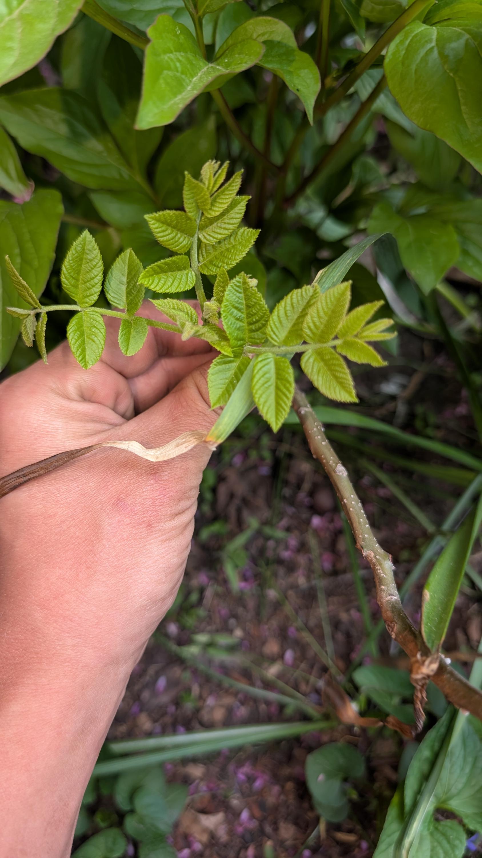 Eastern Black Walnut Sapling: Juglans Nigra, Native Shade Tree - Etsy