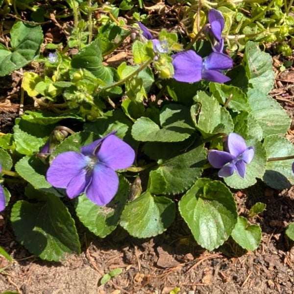 Wild Violet Seeds - Etsy