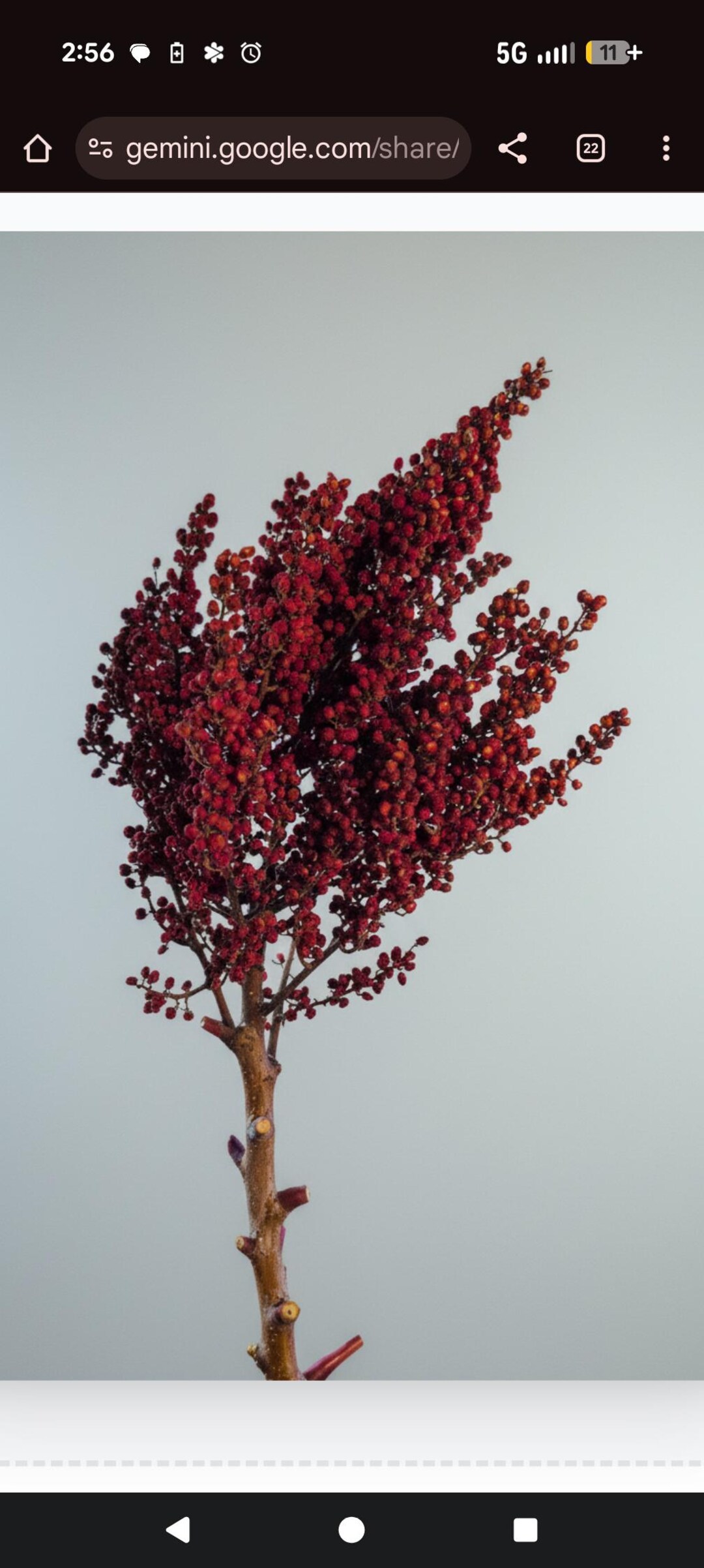 Premium Dried Sumac Berry Heads – Natural Red Clusters for Wreaths ...