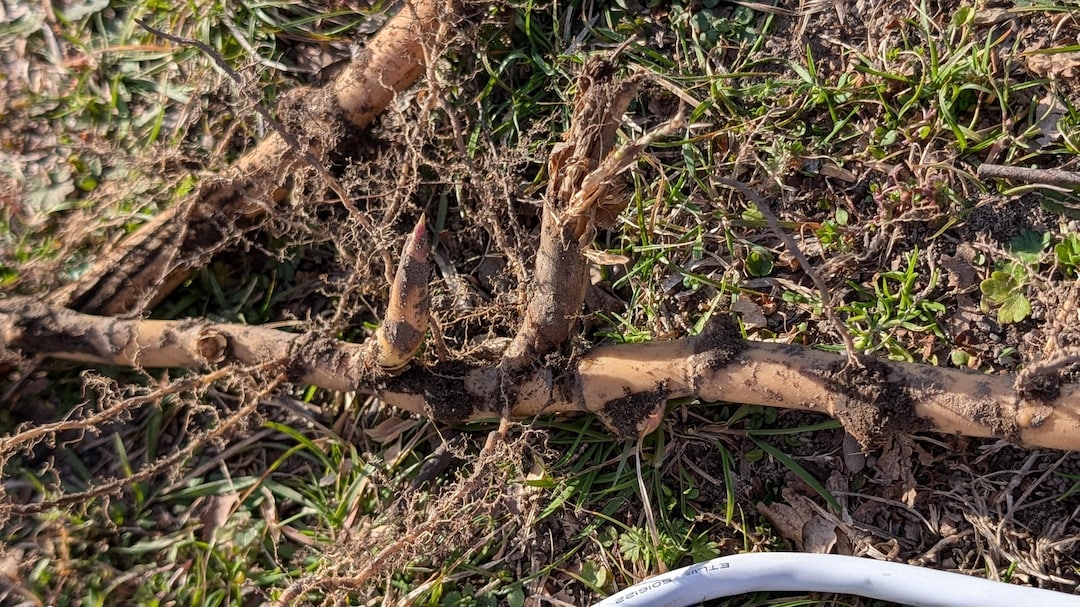 Native River Cane Bamboo Rhizome - Arundinaria Gigantea - Live Bamboo ...