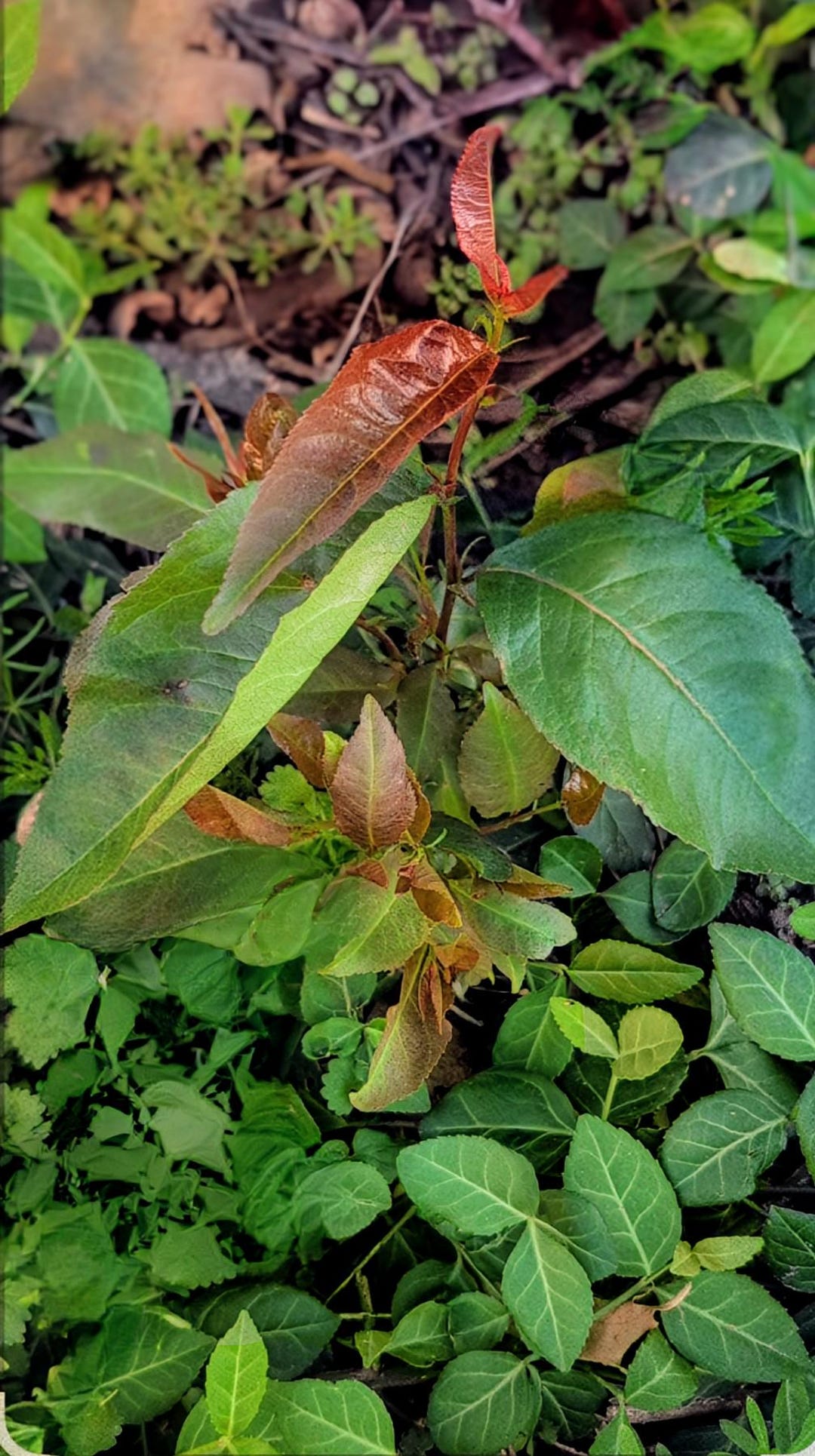 LIVE Wild Black Cherry Tree Sapling – Fast-growing Native Tree | Choose ...