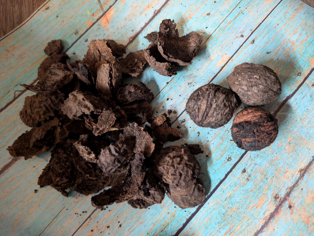 Eastern Black Walnut Hulls: Natural Dye, Ink & Herbal Craft Supply - Etsy