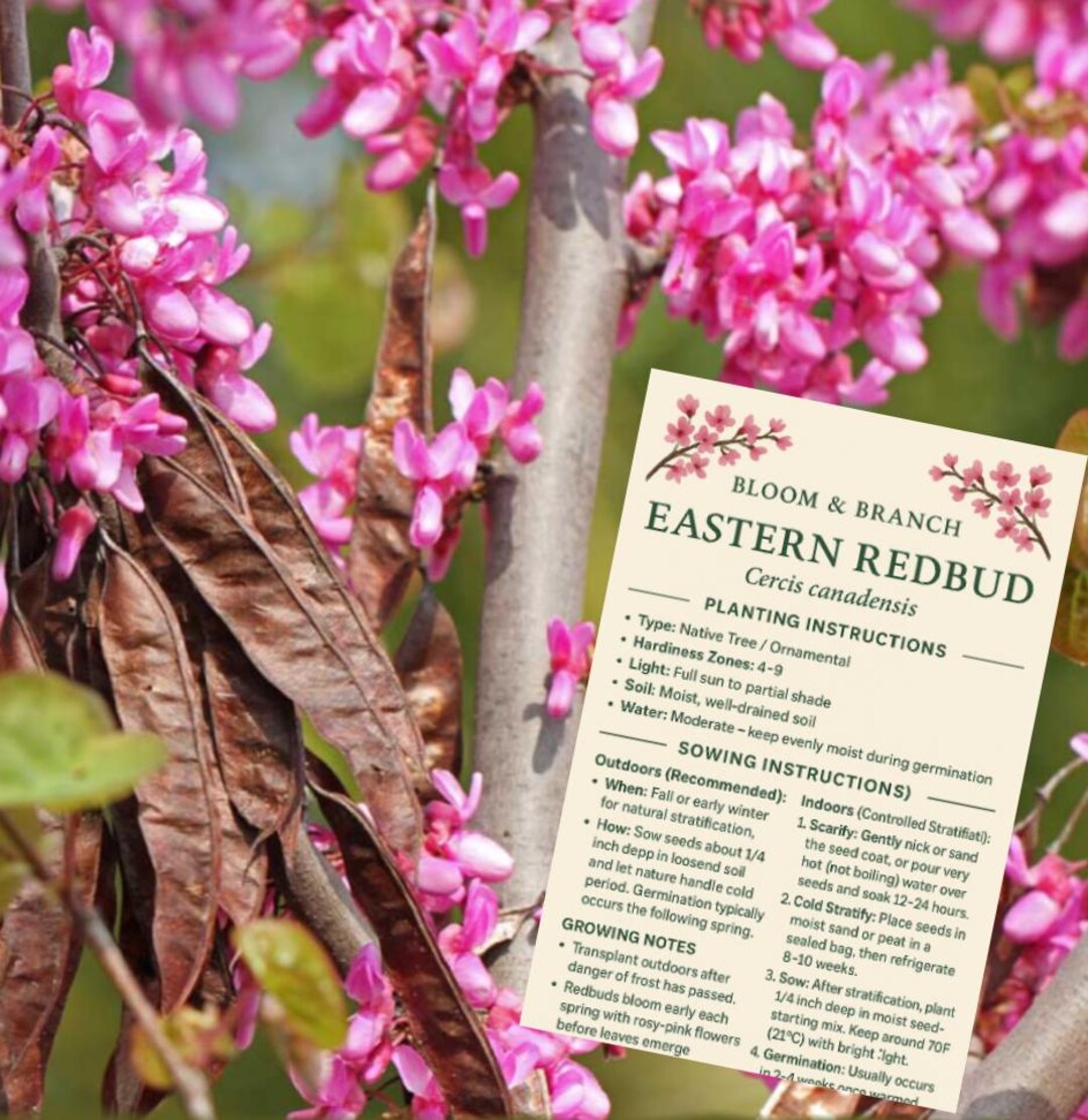 Eastern Redbud Tree Seeds: Native Flowering Shade Tree, Edible Blooms ...