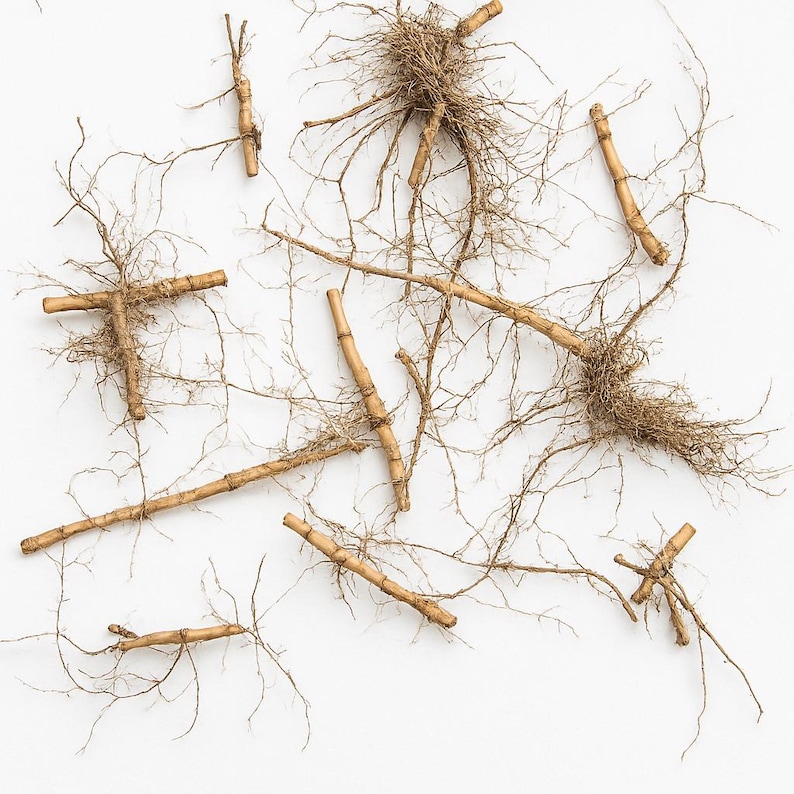 Natural Dried Bamboo Rhizomes - Organic Driftwood Roots for Terrariums ...