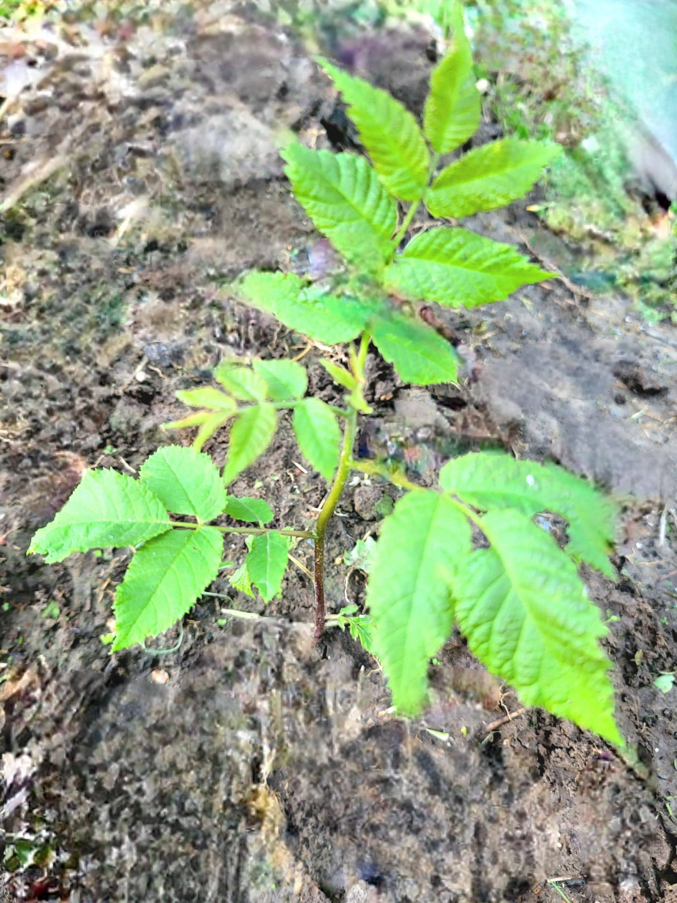 Eastern Black Walnut Sapling: Juglans Nigra, Native Shade Tree - Etsy