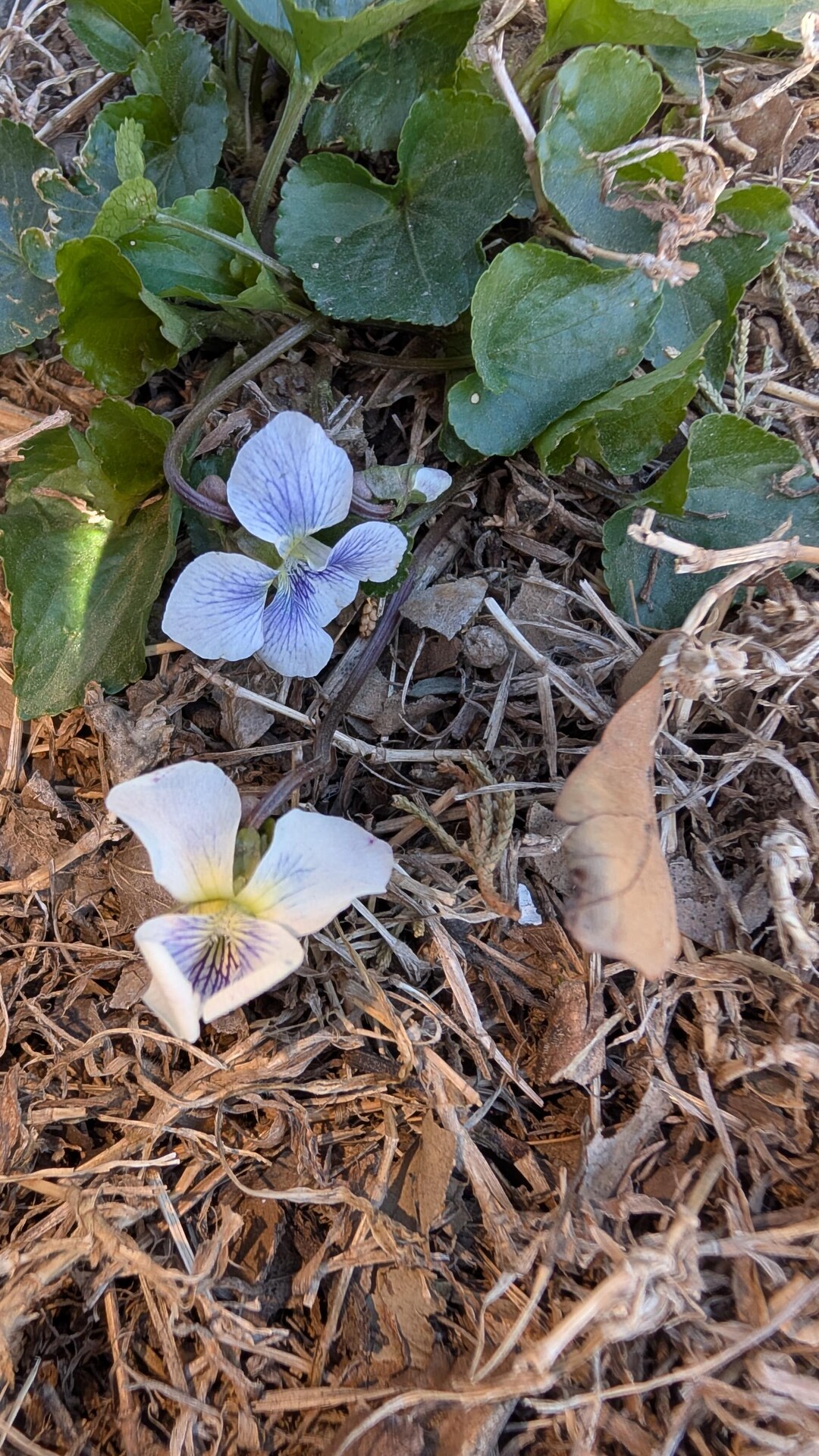 Live Confederate Violet Plant (viola Sororia ‘priceana’) | Rare White ...