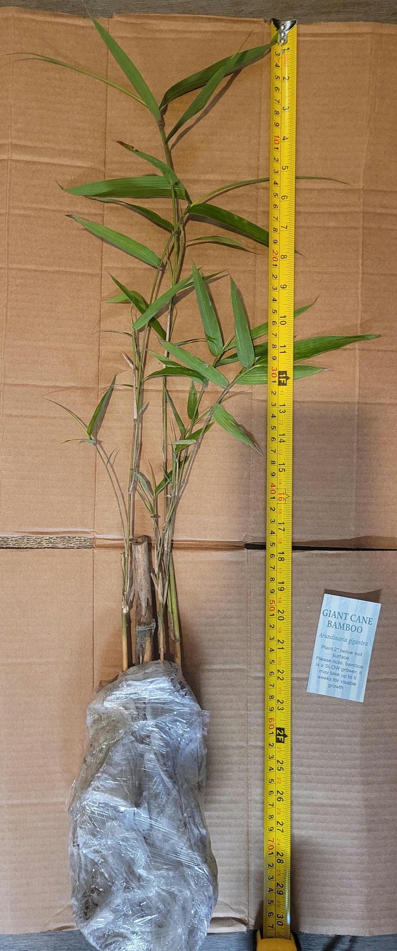 Native River Cane Bamboo Rhizome - Arundinaria Gigantea - Live Bamboo ...