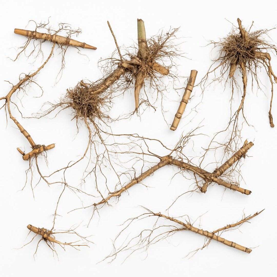 Natural Dried Bamboo Rhizomes - Organic Driftwood Roots for Terrariums ...