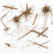 Natural Dried Bamboo Rhizomes - Organic Driftwood Roots for Terrariums ...