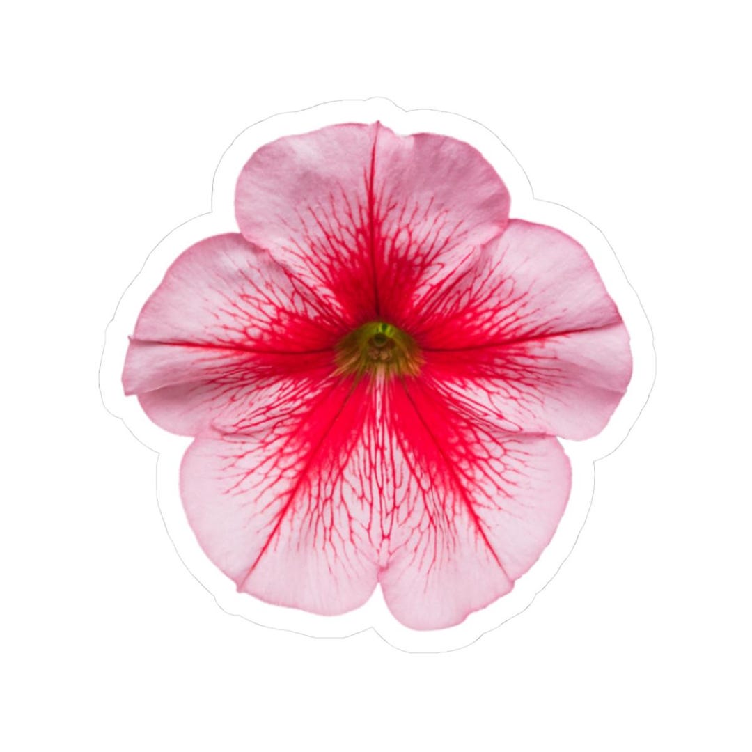 Petunia Sanguna Mega Pink Vein Flower Kiss-cut Sticker, Glossy Floral ...