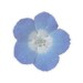 Baby Blue Eyes Flower Kiss-cut Sticker, Glossy Vinyl Floral Decal for ...
