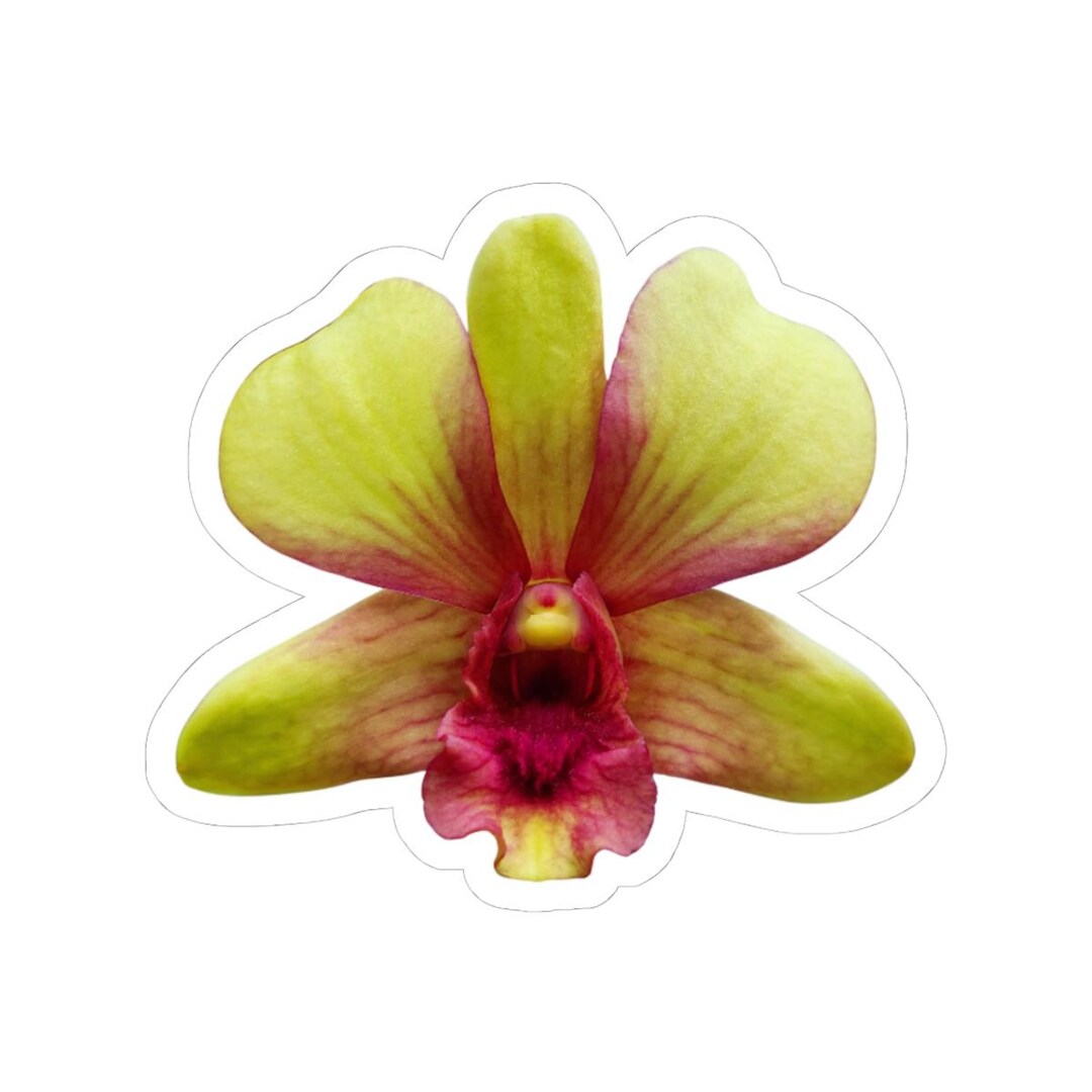Another Dendrobium Yellow Splash Orchid Flower Kiss-cut Sticker, Floral ...