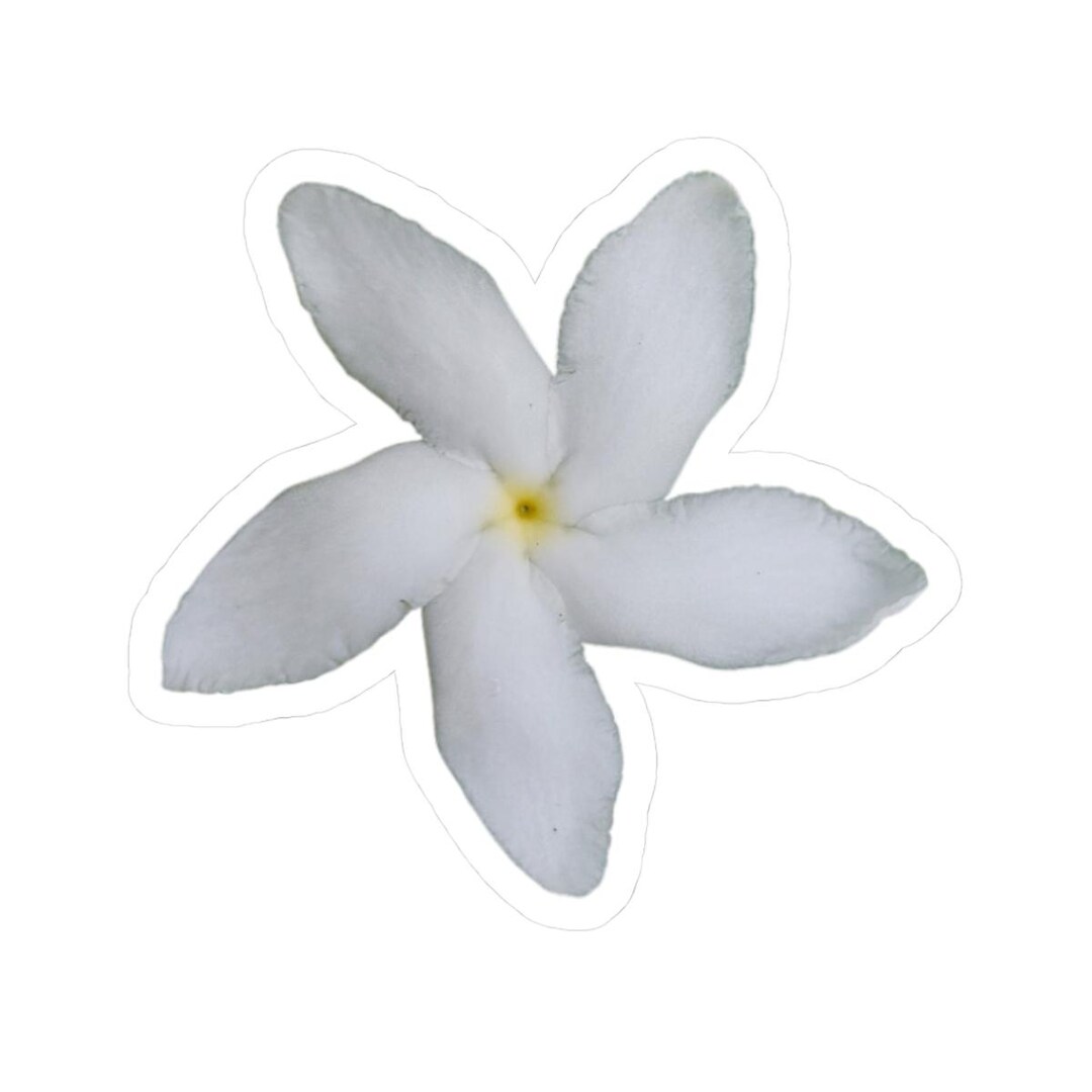 White Star Jasmine Flower Kiss-cut Sticker, Glossy Vinyl Floral Decal ...