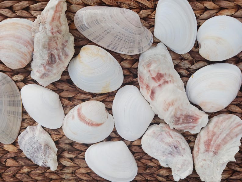 Decoupaged, Decorative Oyster Shells, Clam Shells, Sunray Venus Shells ...