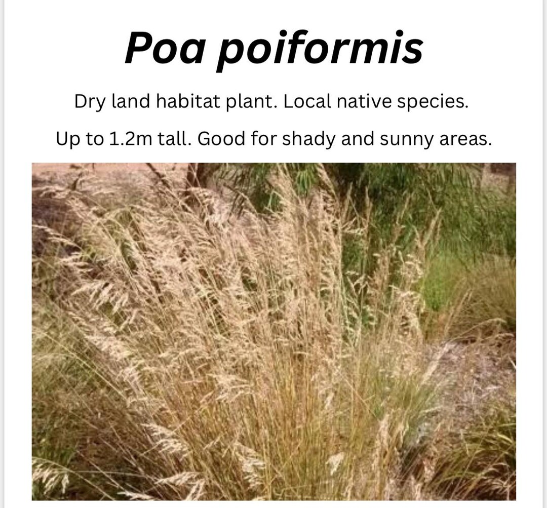 Poa Poiformis Native Grass Seed - Etsy Australia