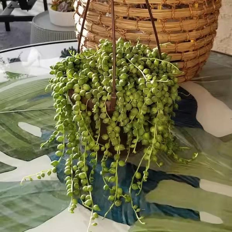 String of Pearls in 6 Inch Pot Hanging Succulent Plant LONG & FULL - Etsy