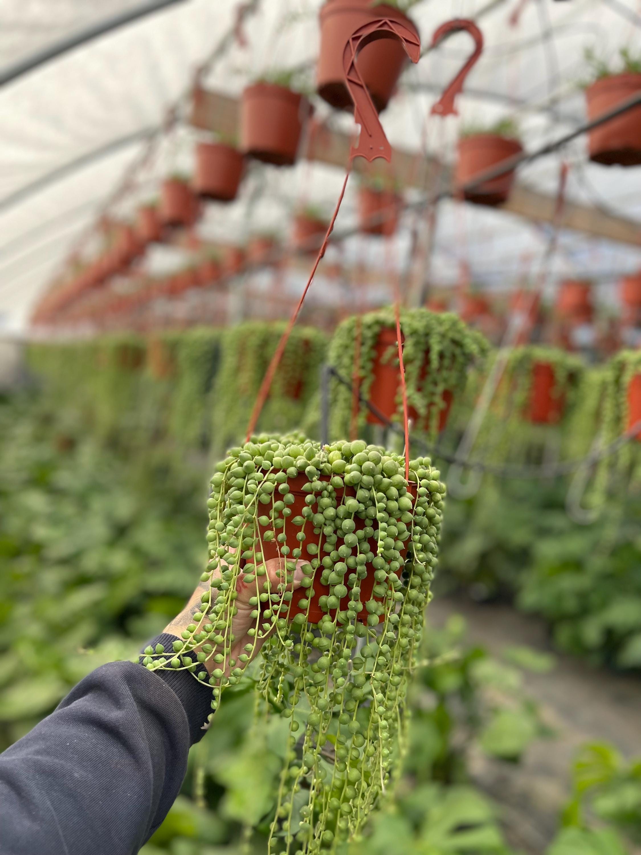 String of Pearls in 6 Inch Pot Hanging Succulent Plant LONG & FULL - Etsy