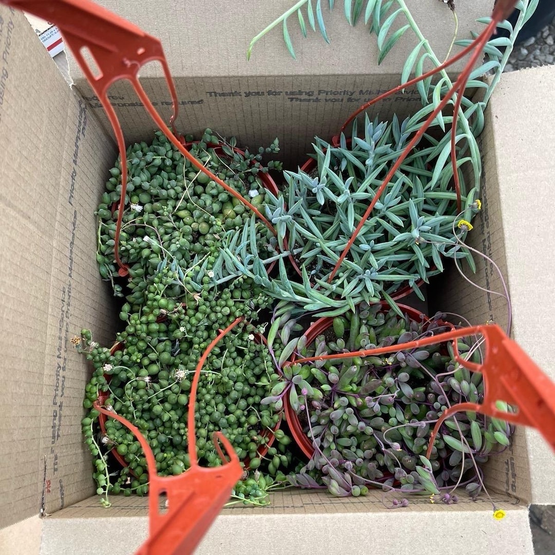 4 Pack String Bundle String of Rain Drops String of Pearls String of ...