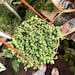 String of Pearls in 6 Inch Pot Hanging Succulent Plant LONG & FULL - Etsy