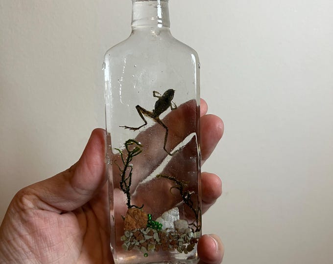 Swimming Frog Bottle - Cast Resin - Etsy