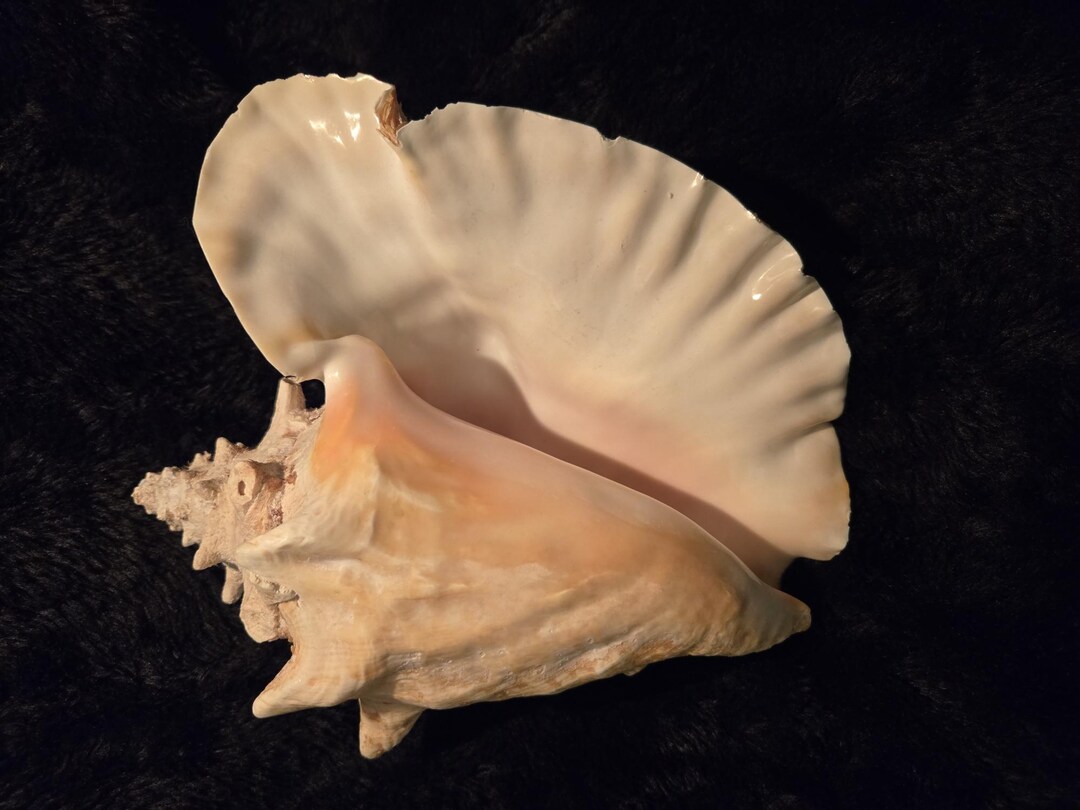 10 Inch Natural Queen Conch Seashell - Etsy