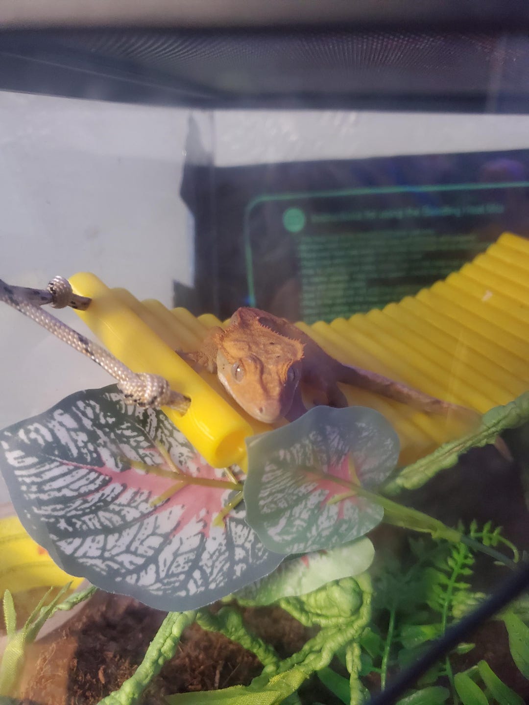 Bridge for Gecko, Frog, Spider, Reptile, Hermit Crabs and More - Etsy