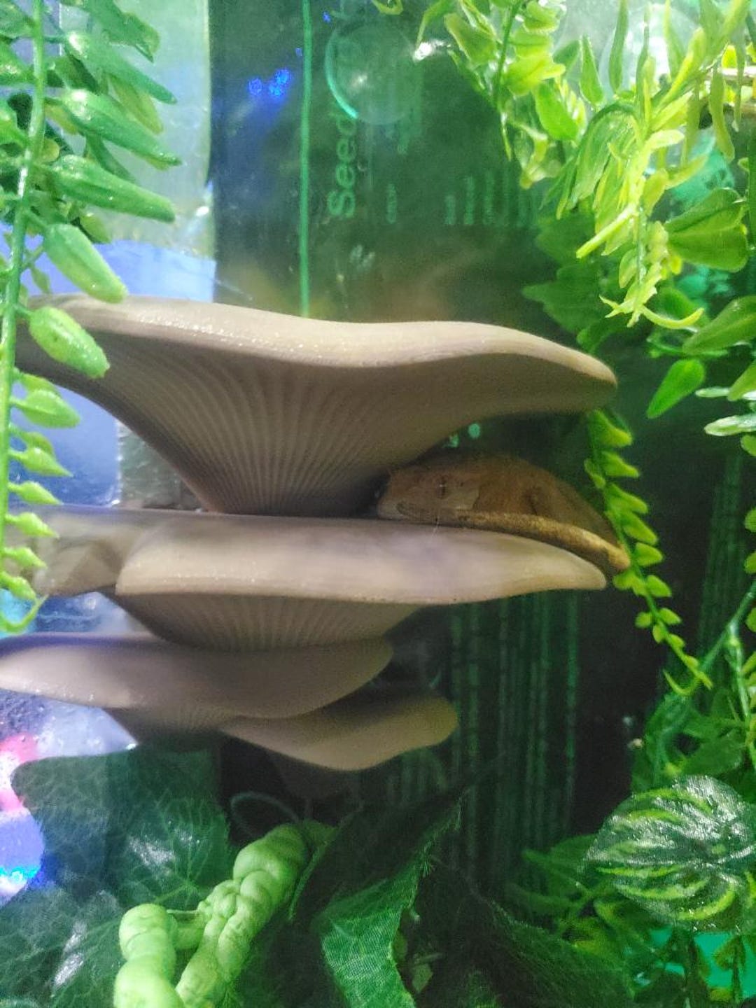 Double - LARGE Mushroom Ledge for Gecko, Frog, Spider, Reptile, Hermit ...