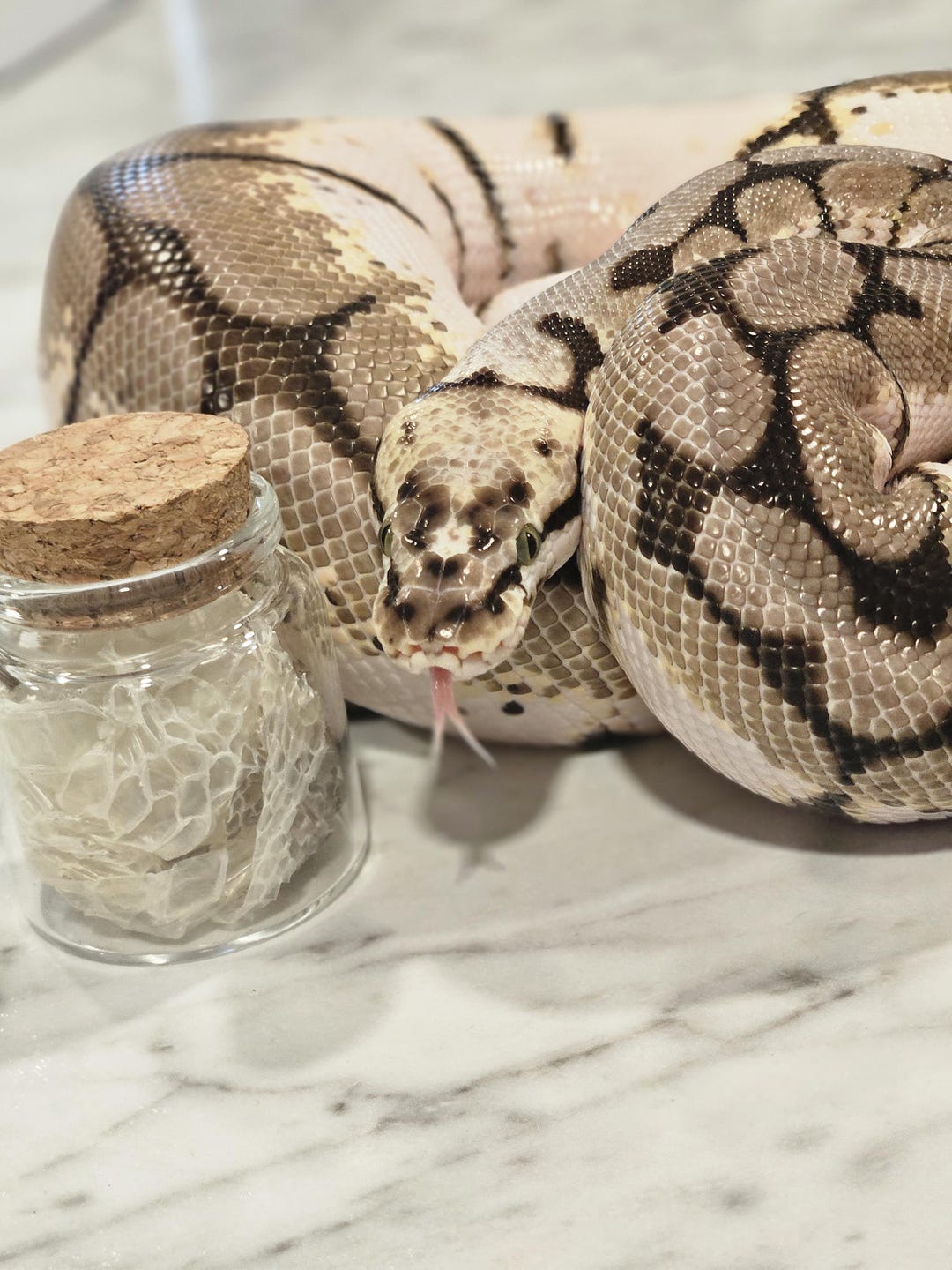 Ball Python Snake Skin Shed Jar: Oddity Collection- - Etsy