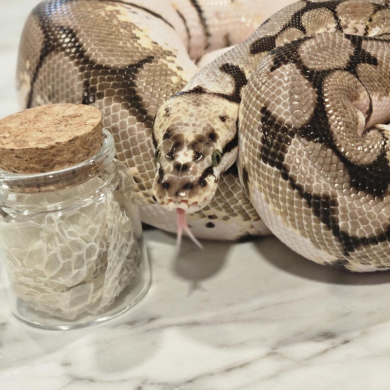 Real Snake Skin - Etsy