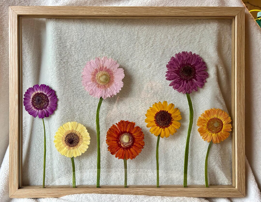 Pressed and Framed Gerbera Daisies - Etsy