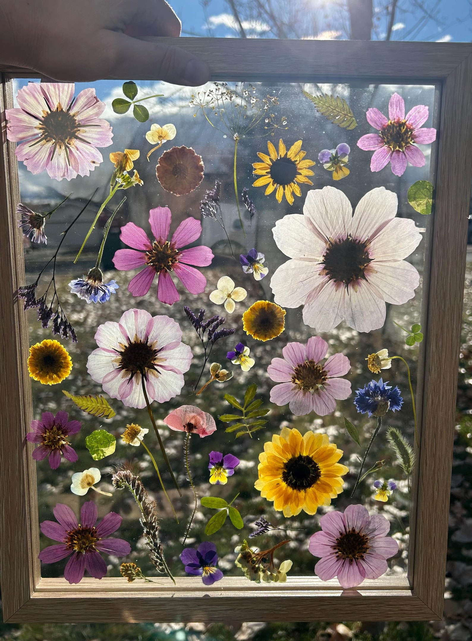 Multicolor Pressed Flower Art - Etsy