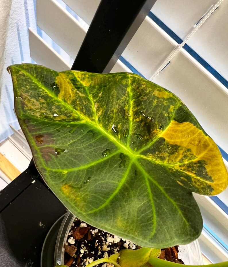 Aurea Variegated Alocasia Regal Shield Corms - Etsy